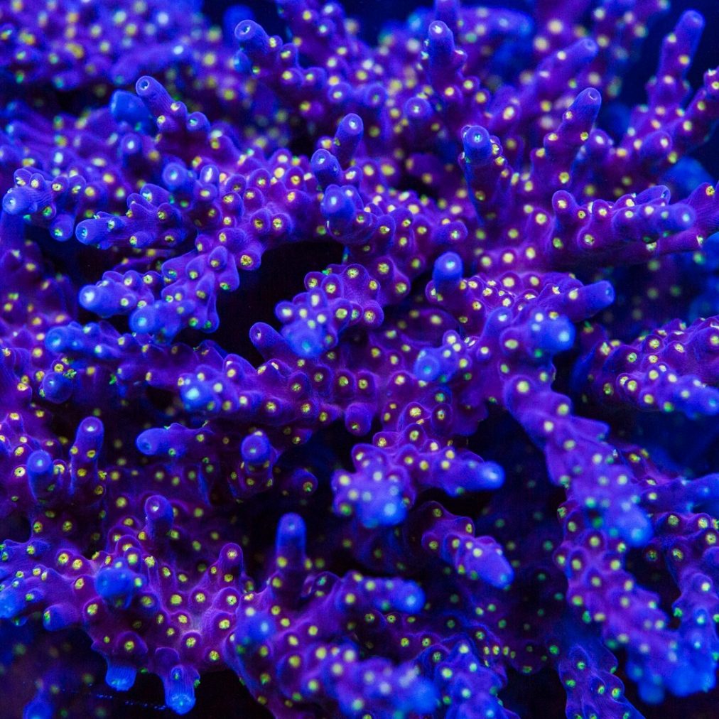 Acropora Archives - Coral ID